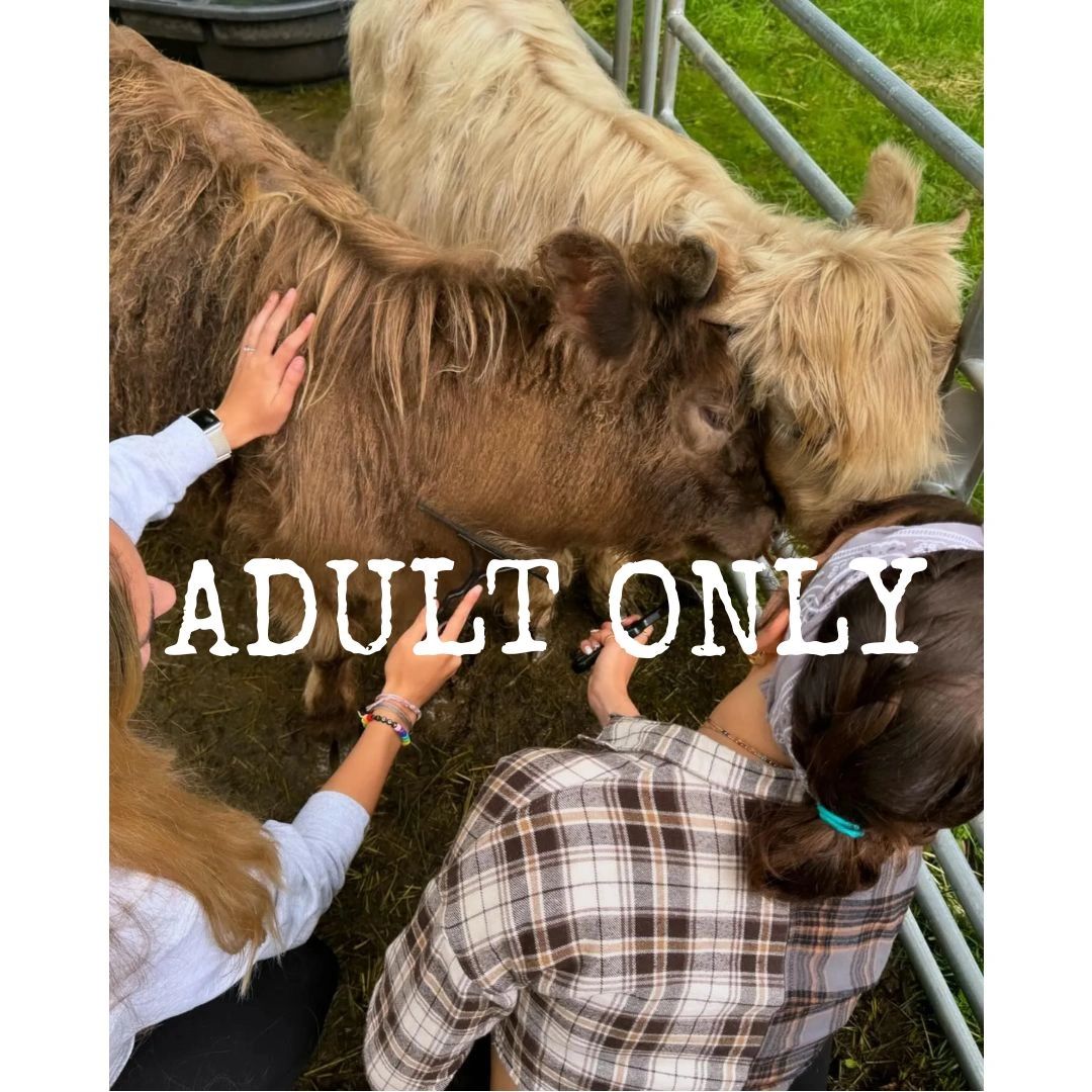 Cow Cuddle Session for 2 Adults (ADULT ONLY 18+)